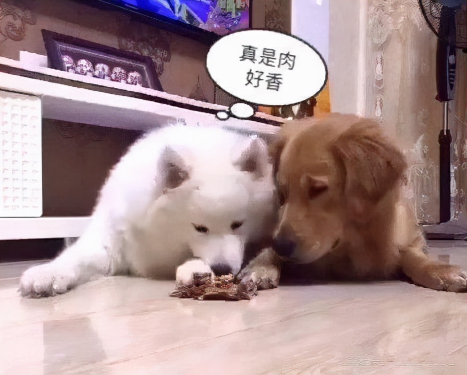 Samoyed is very gluttonous!Samoyed has become a "Samoyed Pig" - iNEWS