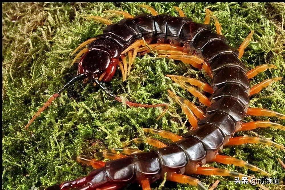 Eat insects all day long, it is inevitable to be killed by insects ...