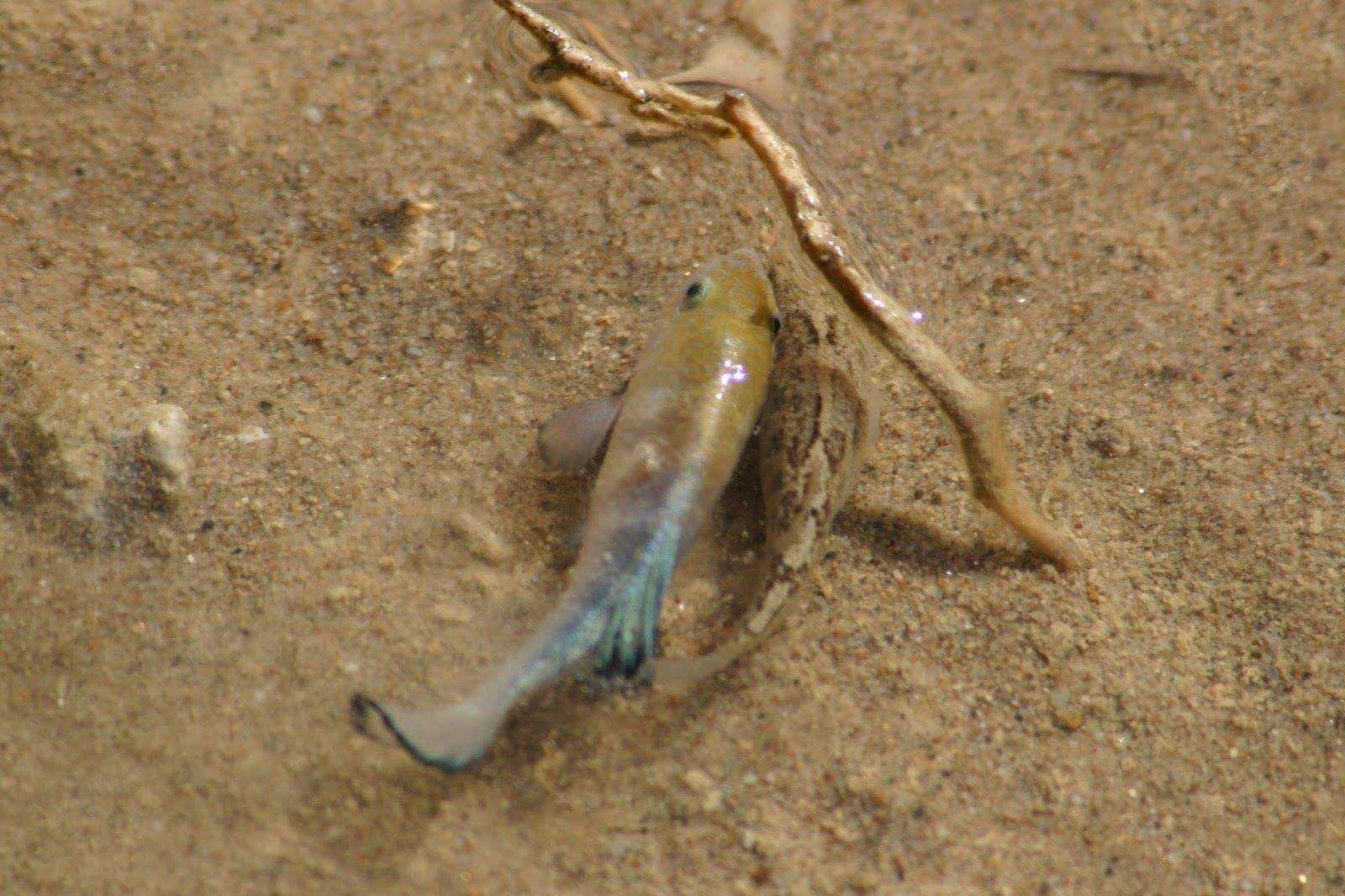 There are only 38 desert fishes left, but dare not to move them out of ...