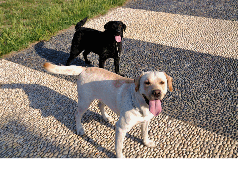 Do wolves wag their tails?The characteristics of the wolf clan ...