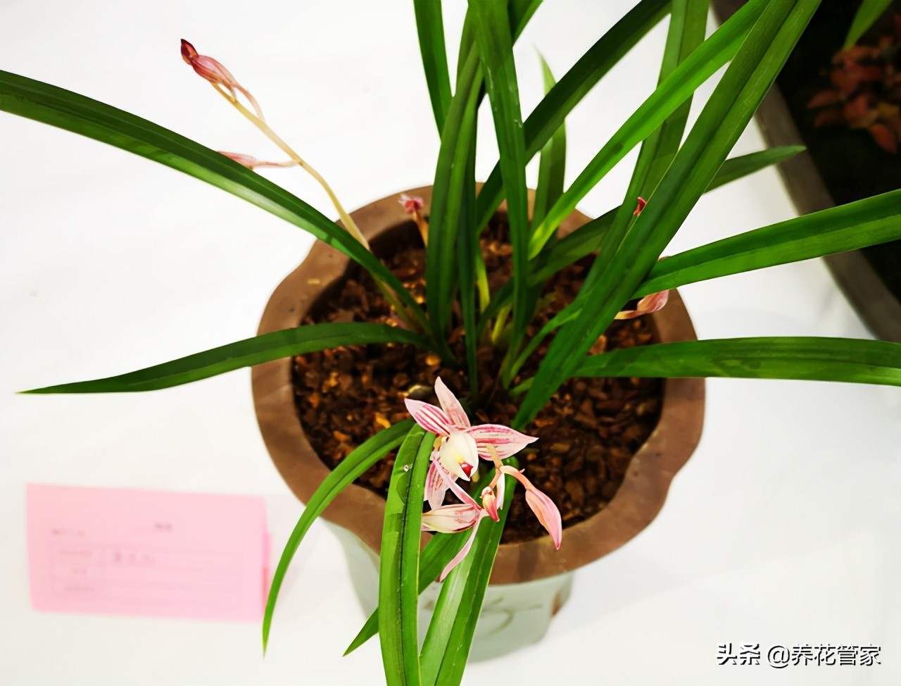 Seven orchids in China have different flowering time and fragrance!Do ...