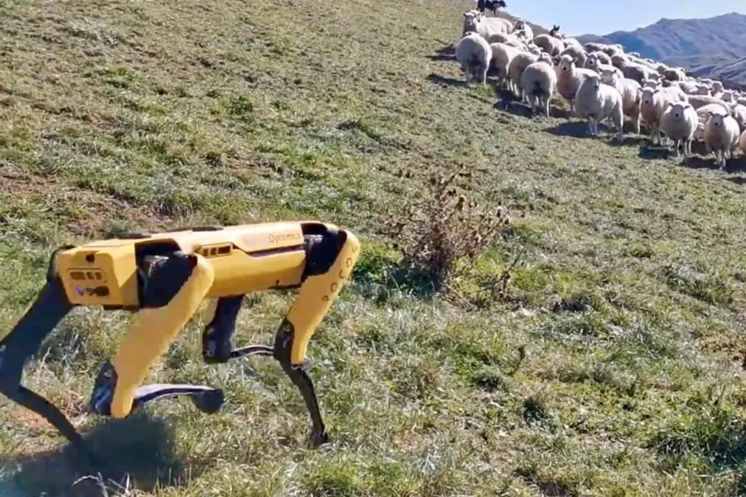 Foreigners use robotic dogs to herd sheep. Shepherd dogs are about to ...