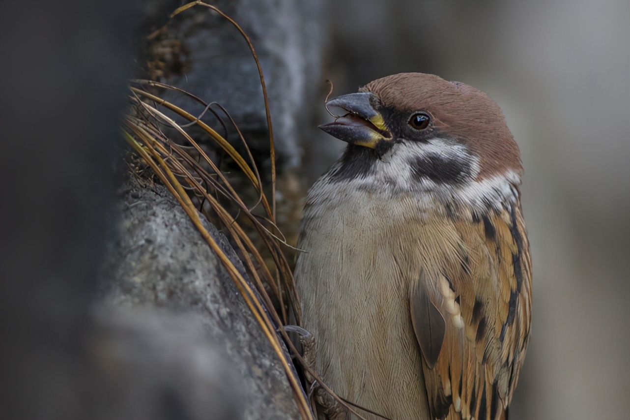 Are Chinese sparrows really "imported" now?How was 1 million introduced ...