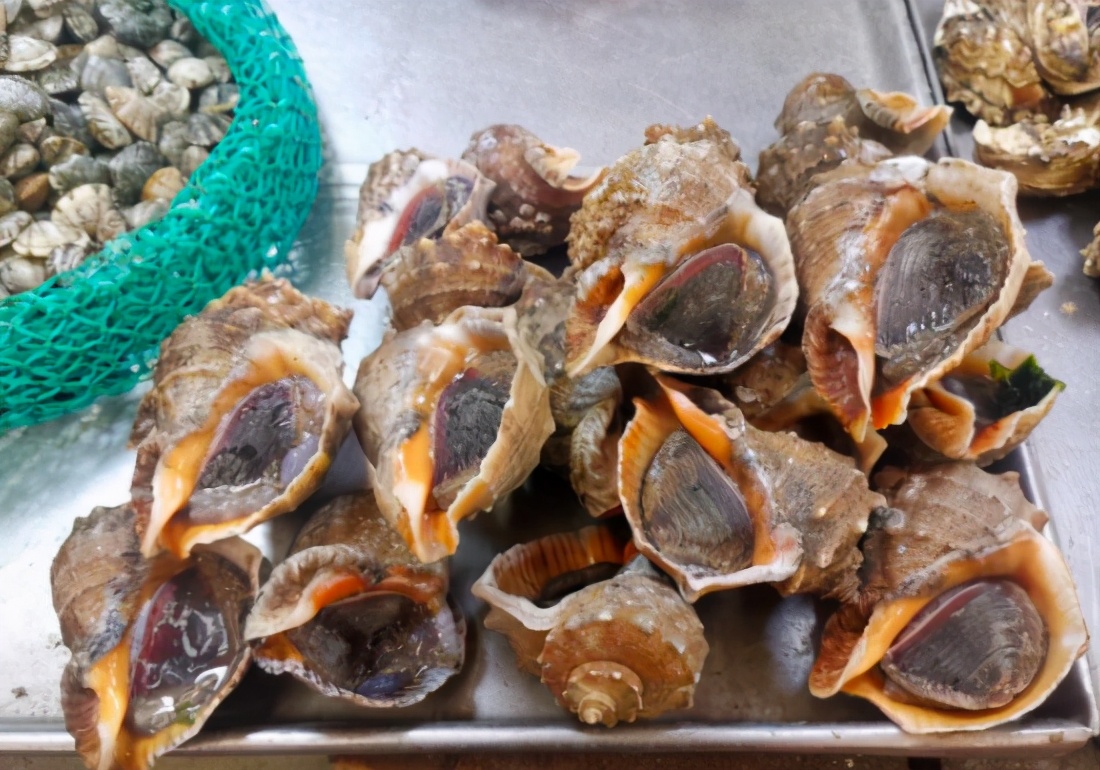 The Chinese conch invaded the Black Sea, flooding and becoming the ...