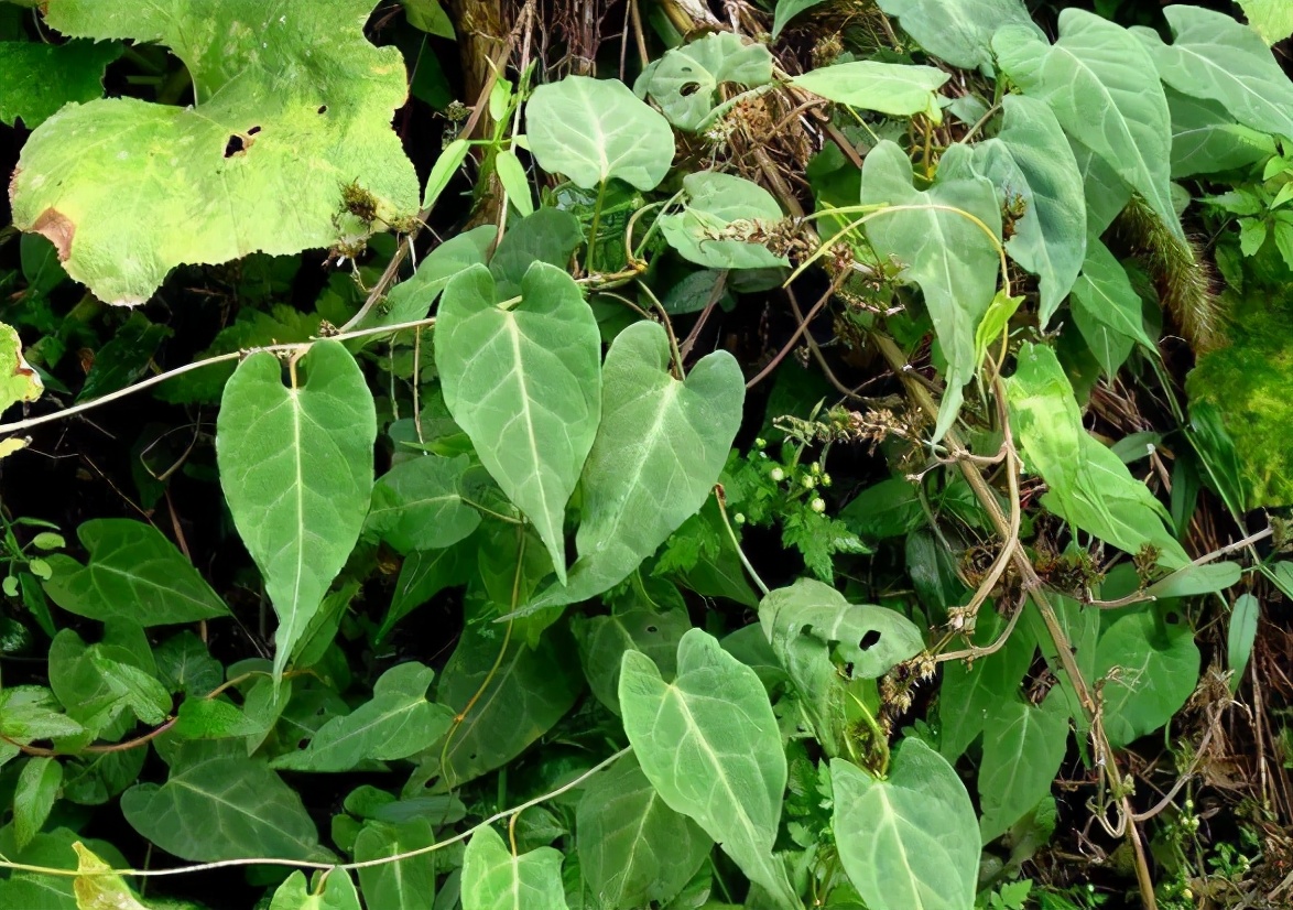 Polygonum multiflorum: It is as famous as Ganoderma lucidum, but it is ...
