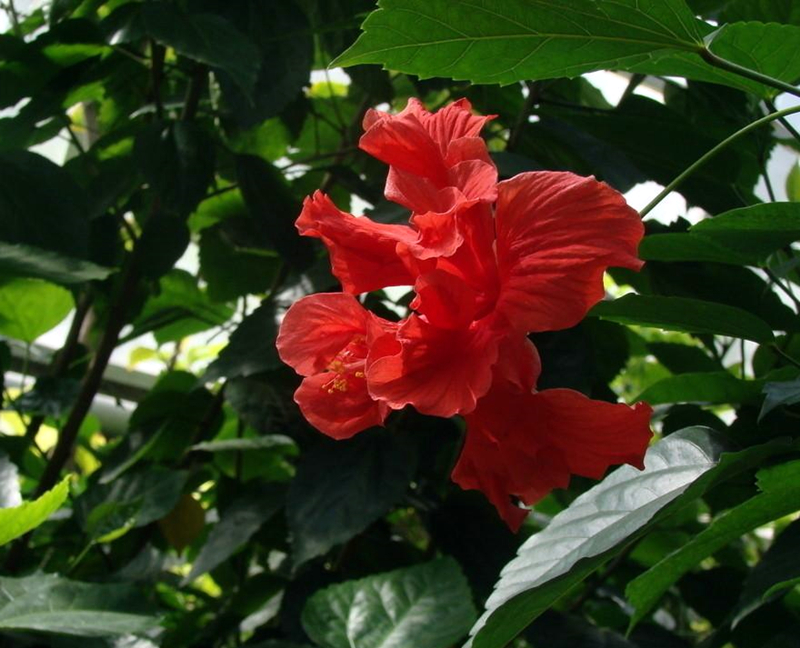 The hibiscus flower that likes to be exposed to the sun is familiar ...