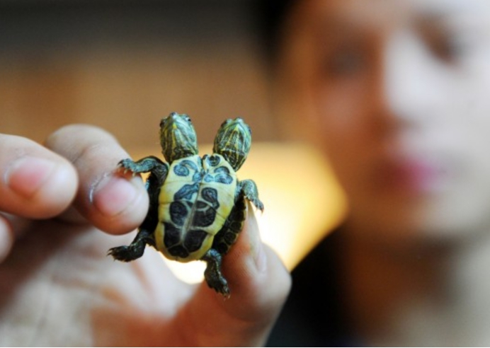 Mutant species reappear in Japan!This time it is a "two-headed turtle ...