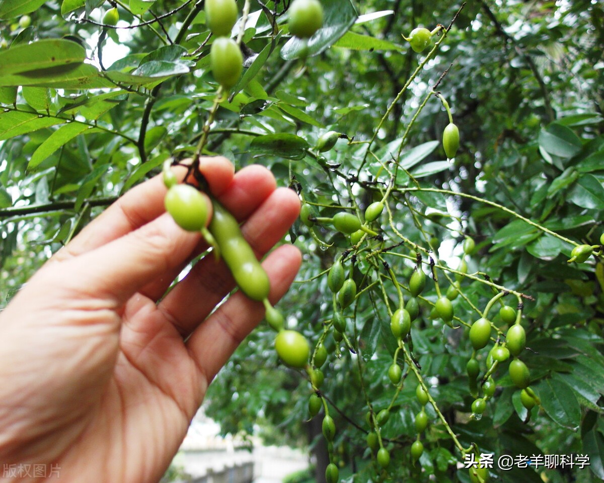 Crazy acacia: PK 3000-year-old Chinese acacia, can it come from behind ...