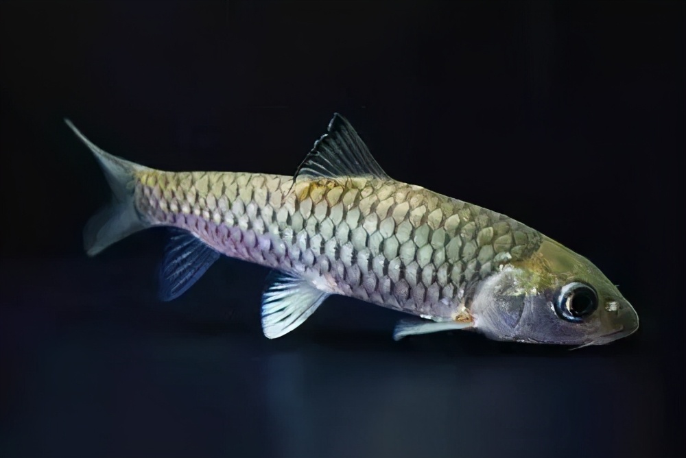 The ten most expensive freshwater fish in the country, comparable to ...