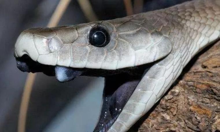 "African Grim Reaper" Black Mamba's life-threatening kiss, but the two ...