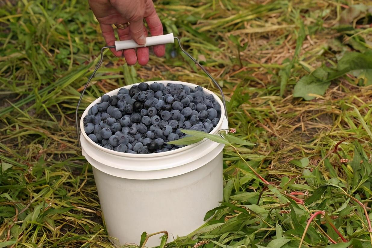 Home-grown blueberries, it's important to choose the right variety ...