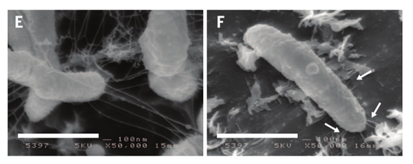 Scientists have discovered microorganisms that can degrade plastics, or ...