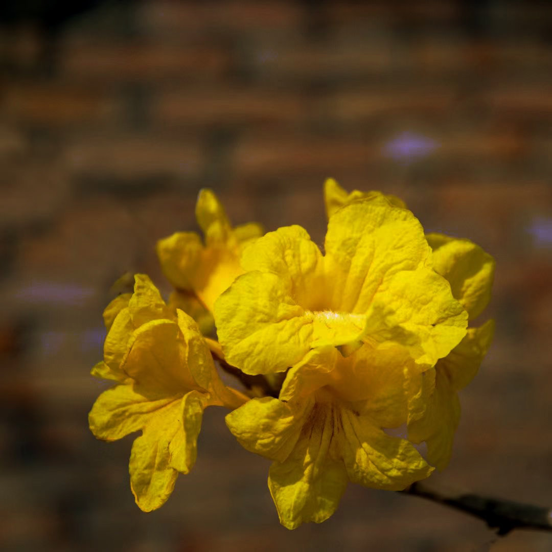 "Yellow Bellwood", also known as Yellow Bellwood, is the national ...