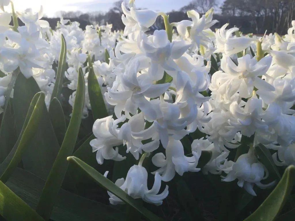In the summer, hyacinths are quickly dug out and buried in the sand ...