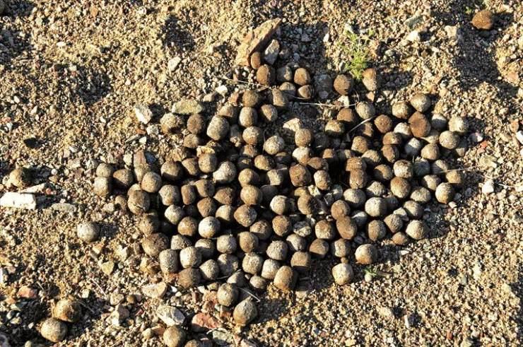 Fossils of human feces with a root length of 20cm were discovered ...