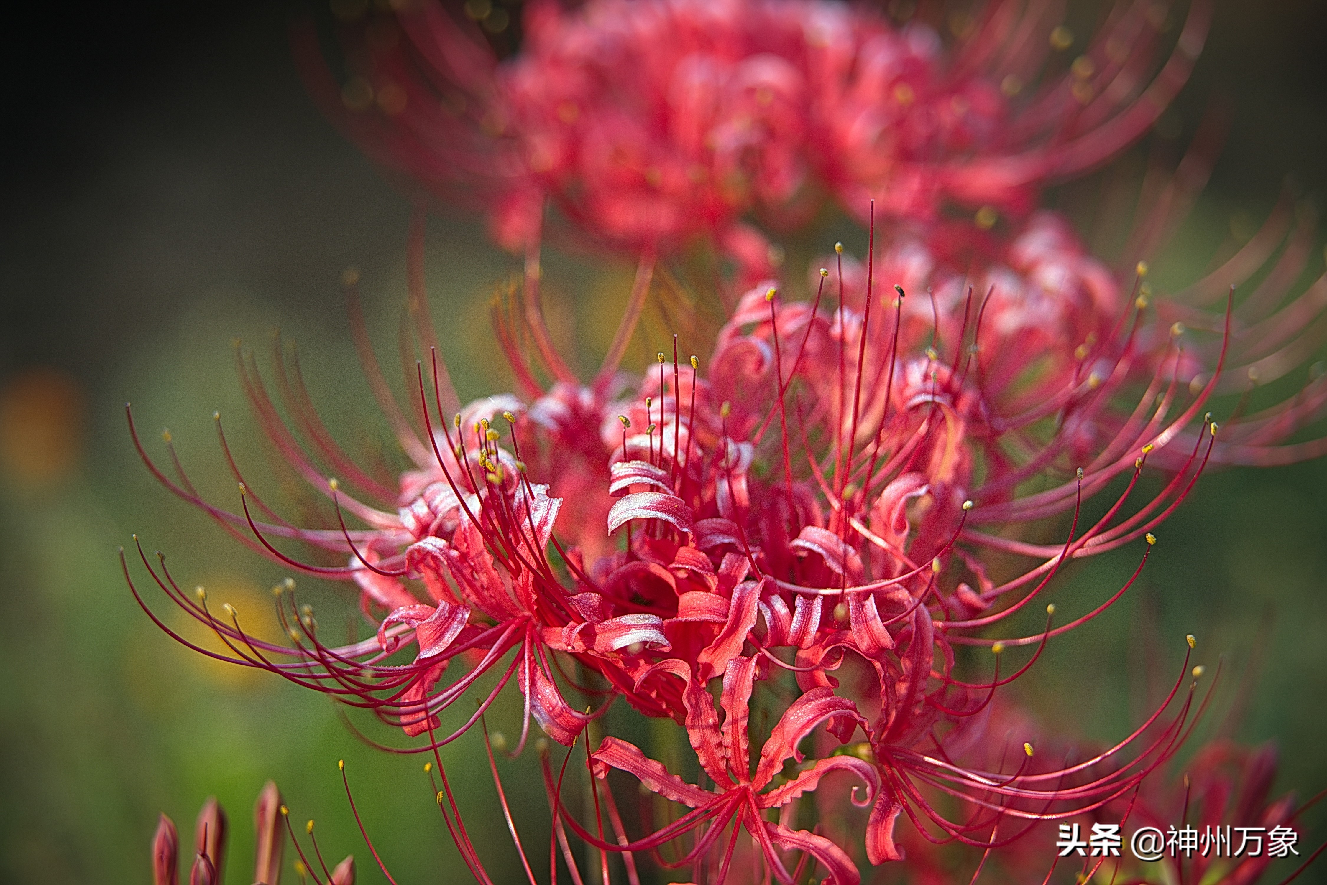 Aesthetic Photography-Bi An Flower - iNEWS
