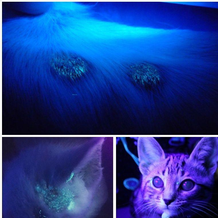 Take your cat series-diagnosis and treatment of cat moss - iNEWS