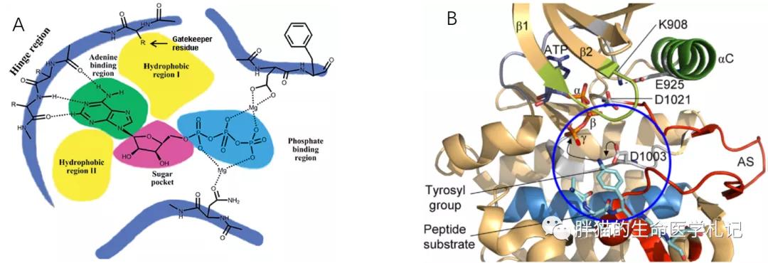 JAK-STAT pathway and inhibitors - iNEWS