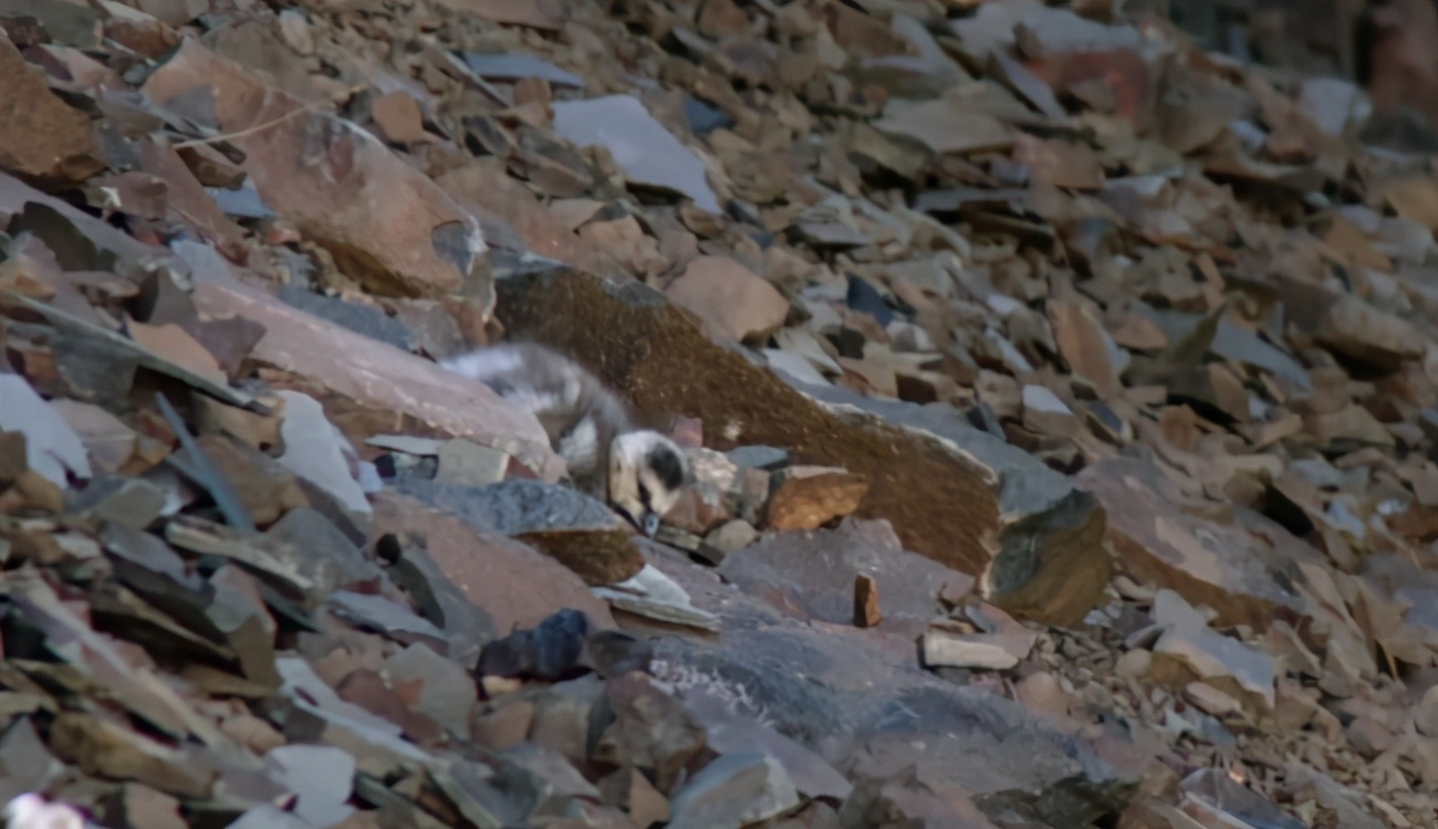 Just two days after they were born, they have to jump a hundred meters ...