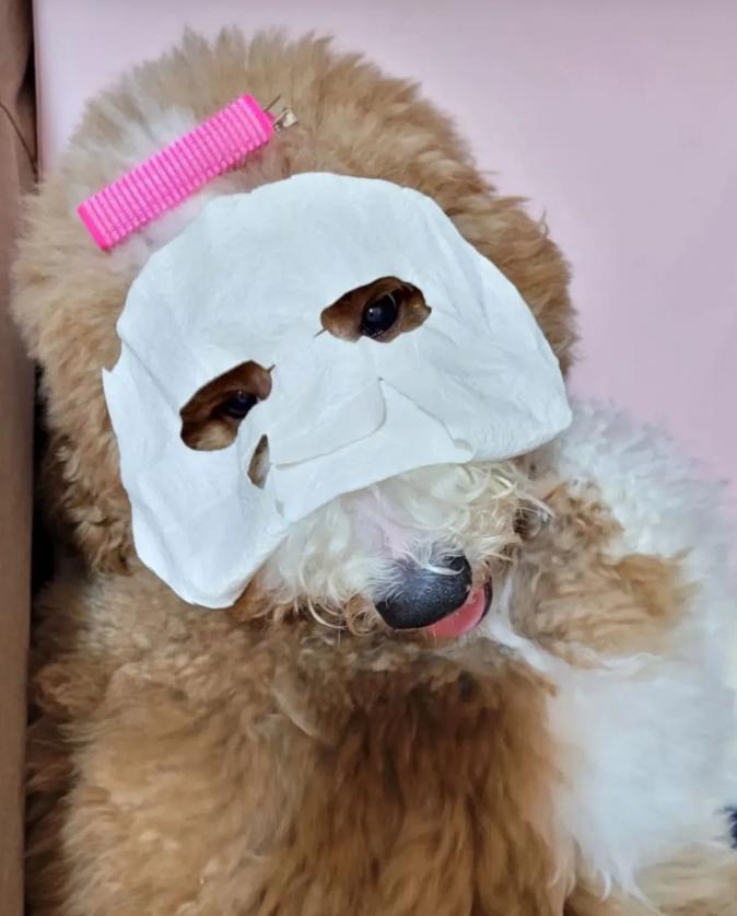 Show Luo applies facial masks to pet dogs and suns all the expensive ...