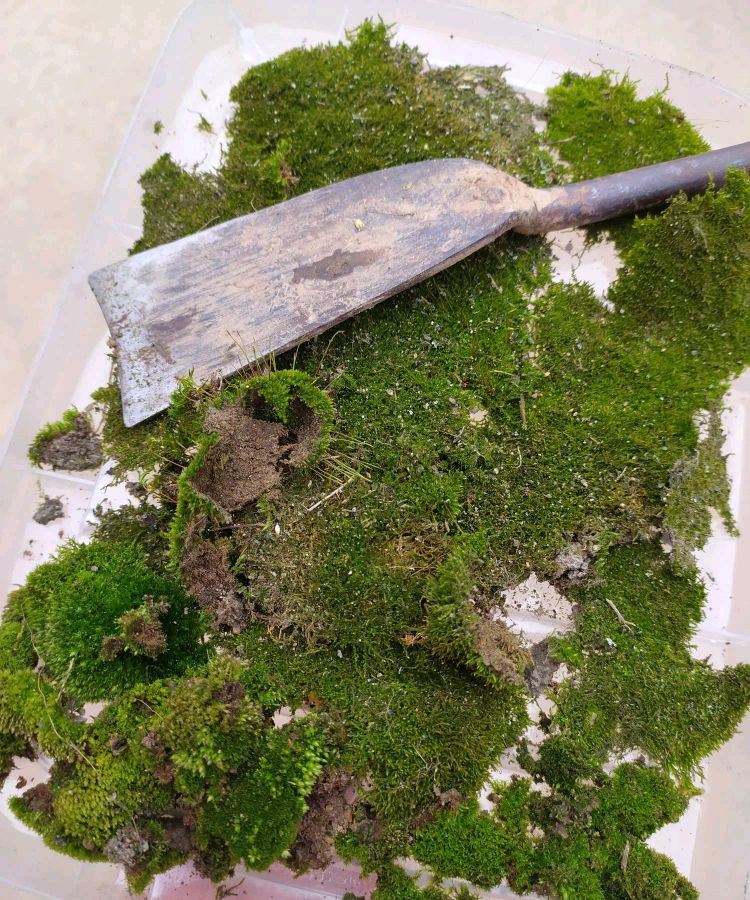 Broken vegetables, take the breast, cool and beautiful personality - iNEWS