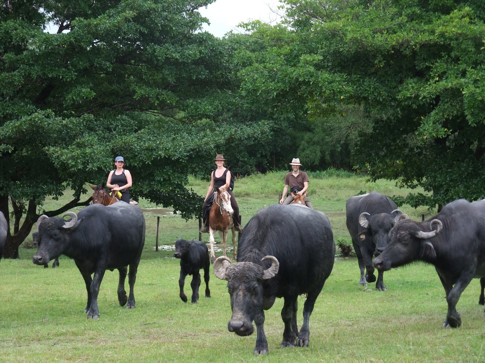 There are more buffaloes than people on alluvial islands: buffaloes ...