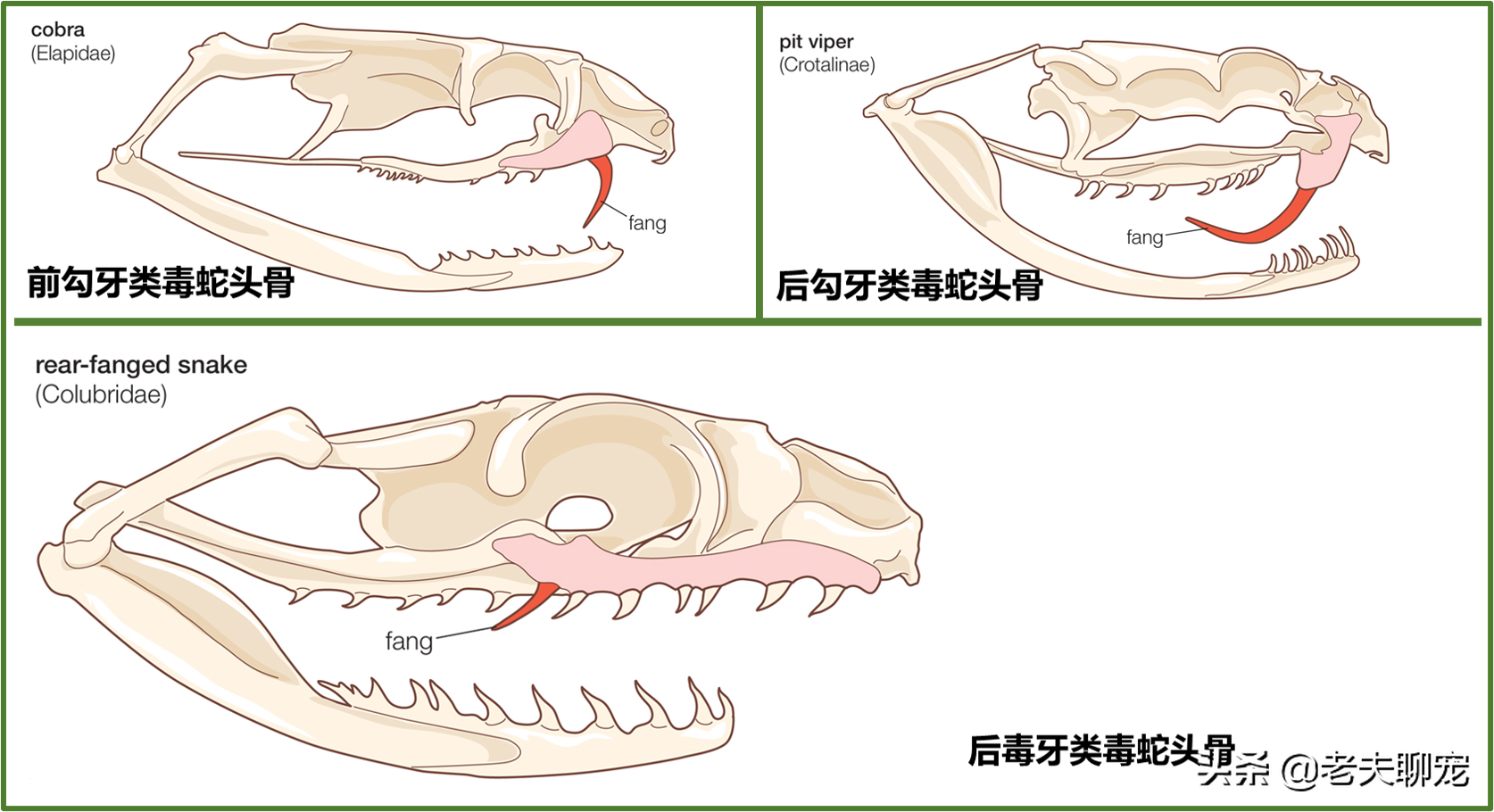 Is bitten a non-venomous snake? In fact, it is as poisonous as the ...