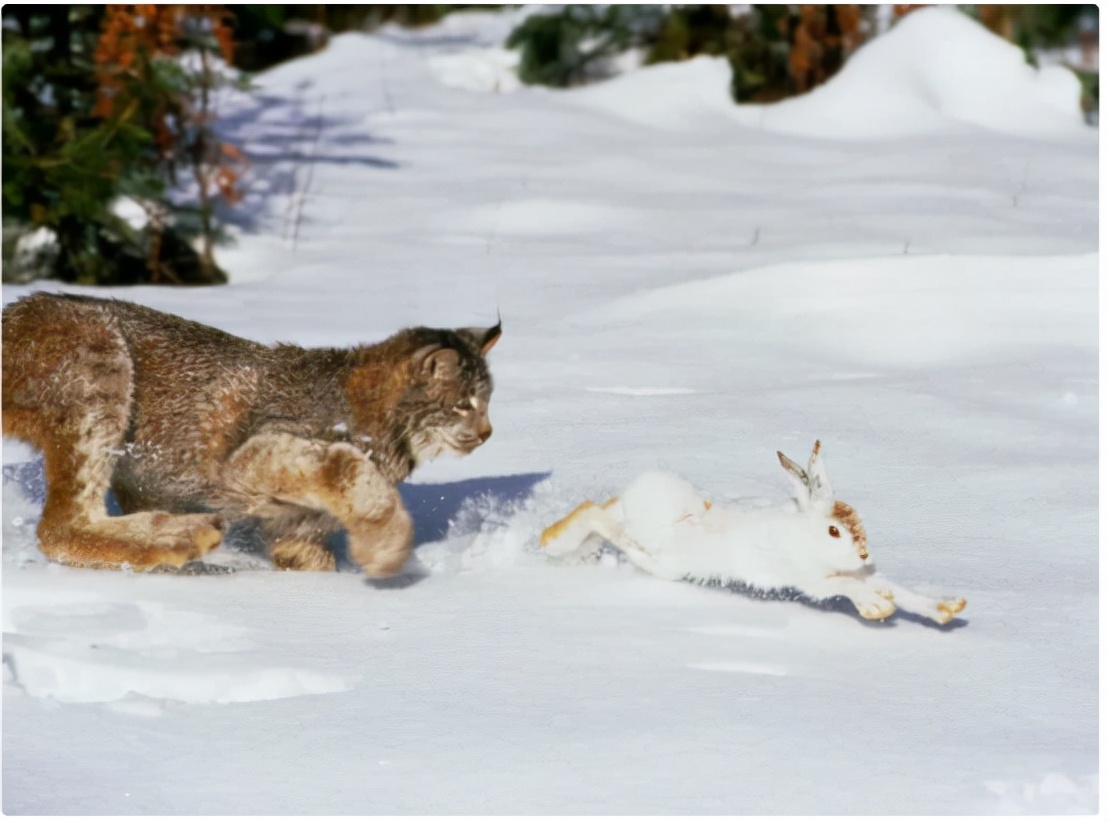 The lynx appeared in Yunnan for the first time. Some people are worried ...