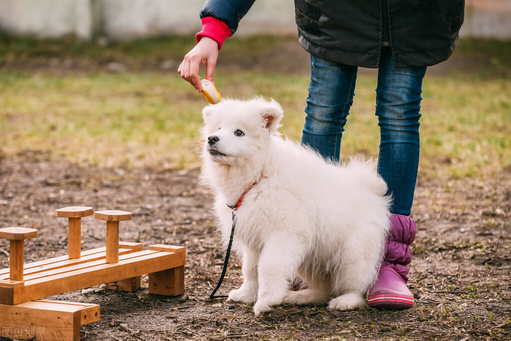 Samoyed body odor treatment - iNEWS