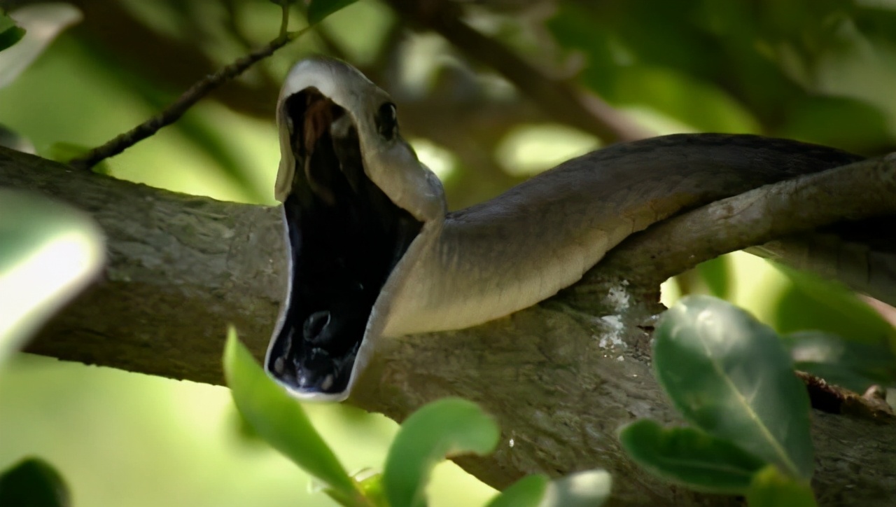 "African Grim Reaper" Black Mamba, has killed countless enemies, but ...