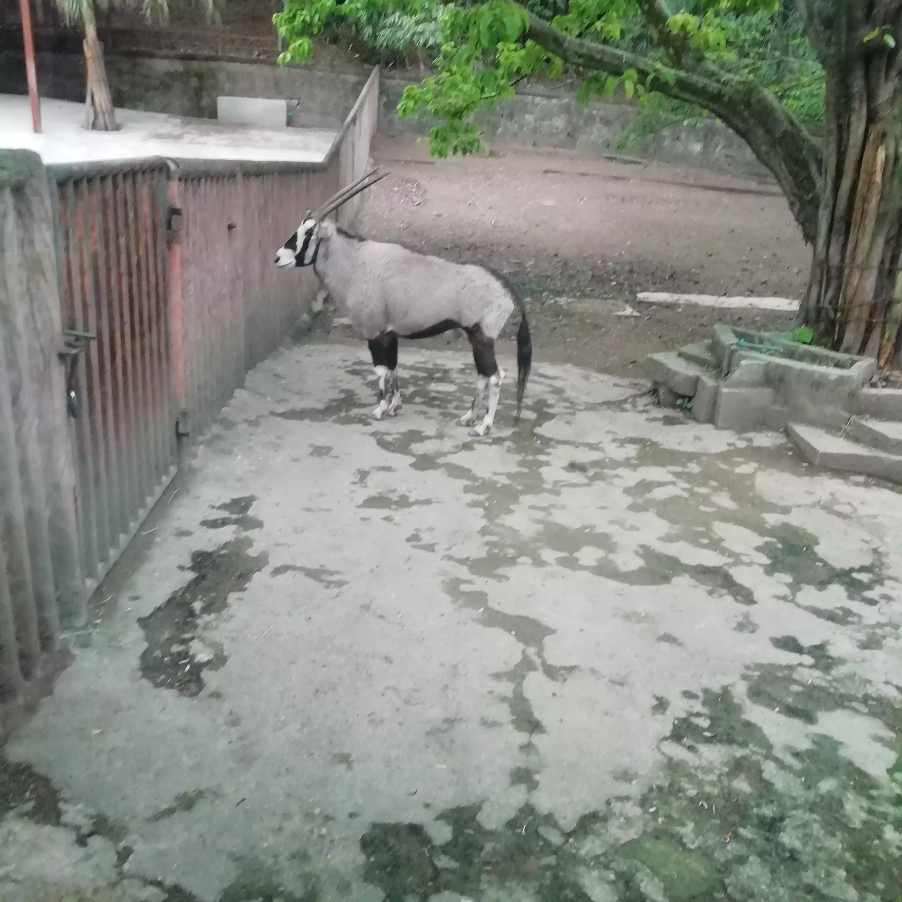 4A Scenic Chongqing Zoo - iNEWS