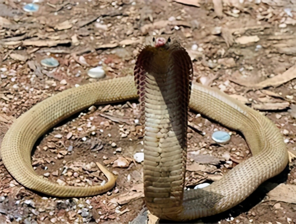 Cobras that don't bite are not good cobras. Snake tamers are still ...