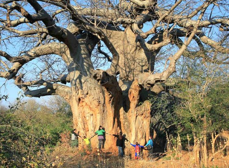 The African Tree of Life: It can store water and live in humans, with a ...