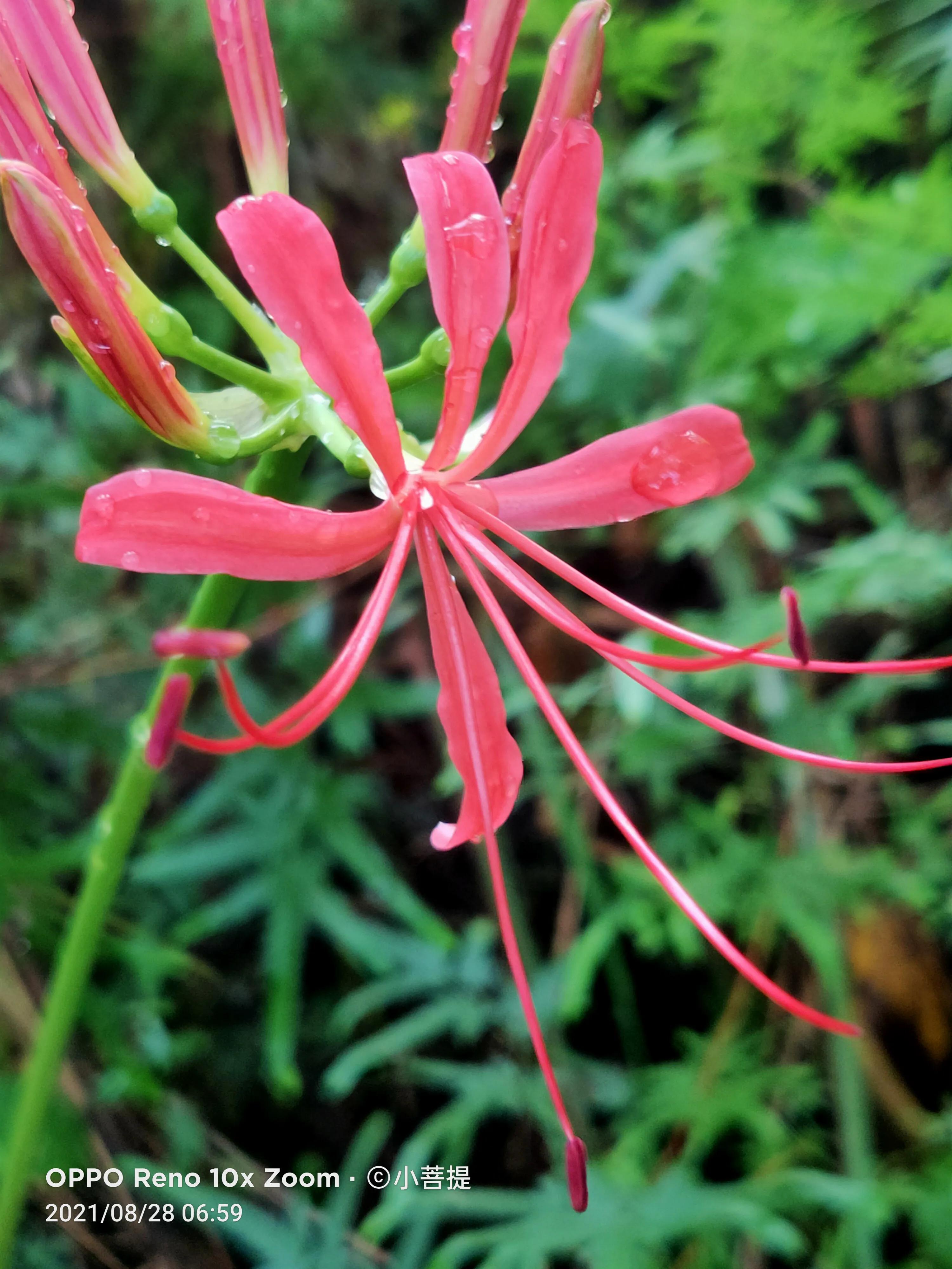 Whose wisp of fragrance turned into such a gorgeous flower in this ...