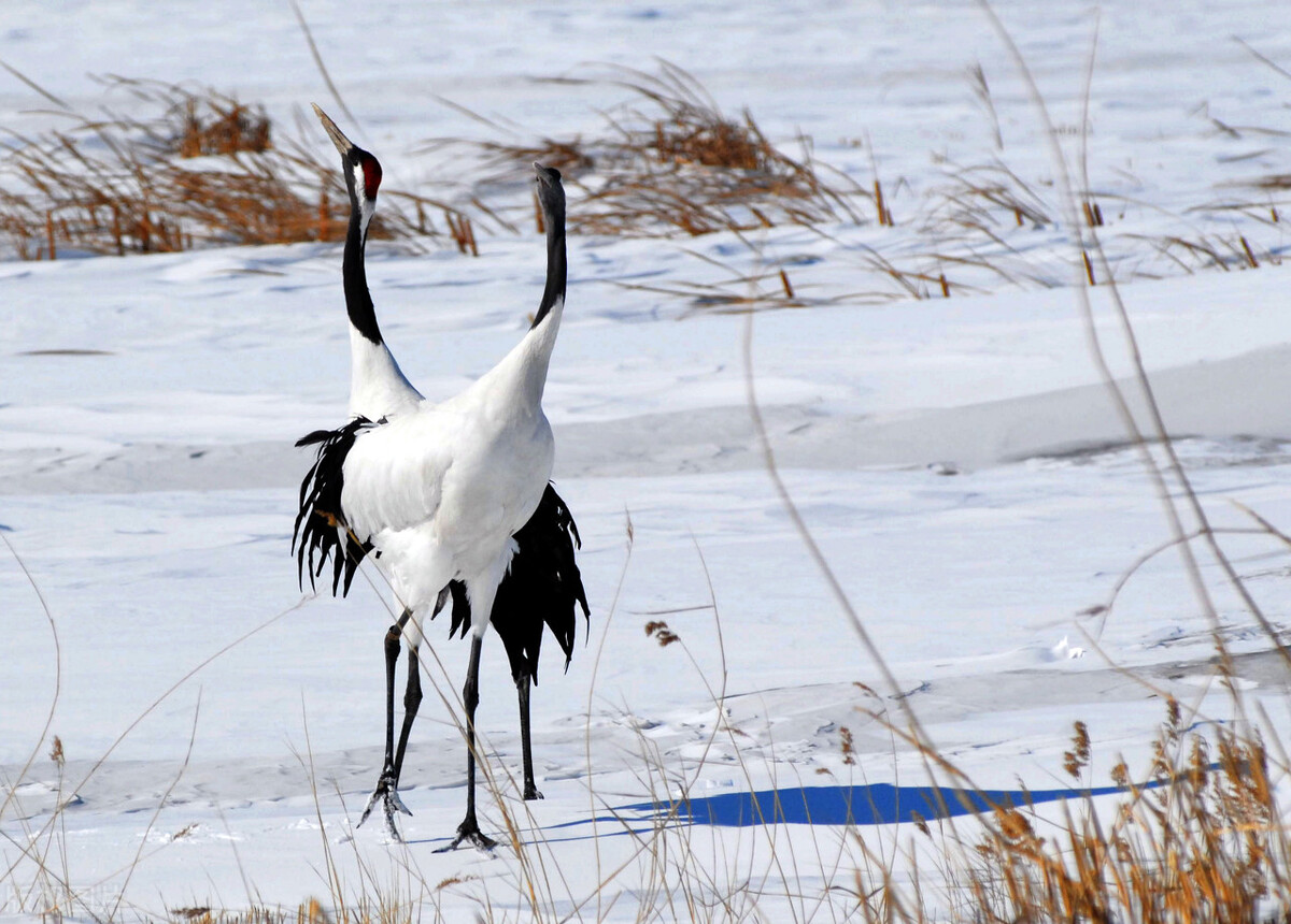 Bald crane?Is the crest of a red-crowned crane caused by hair loss?How ...