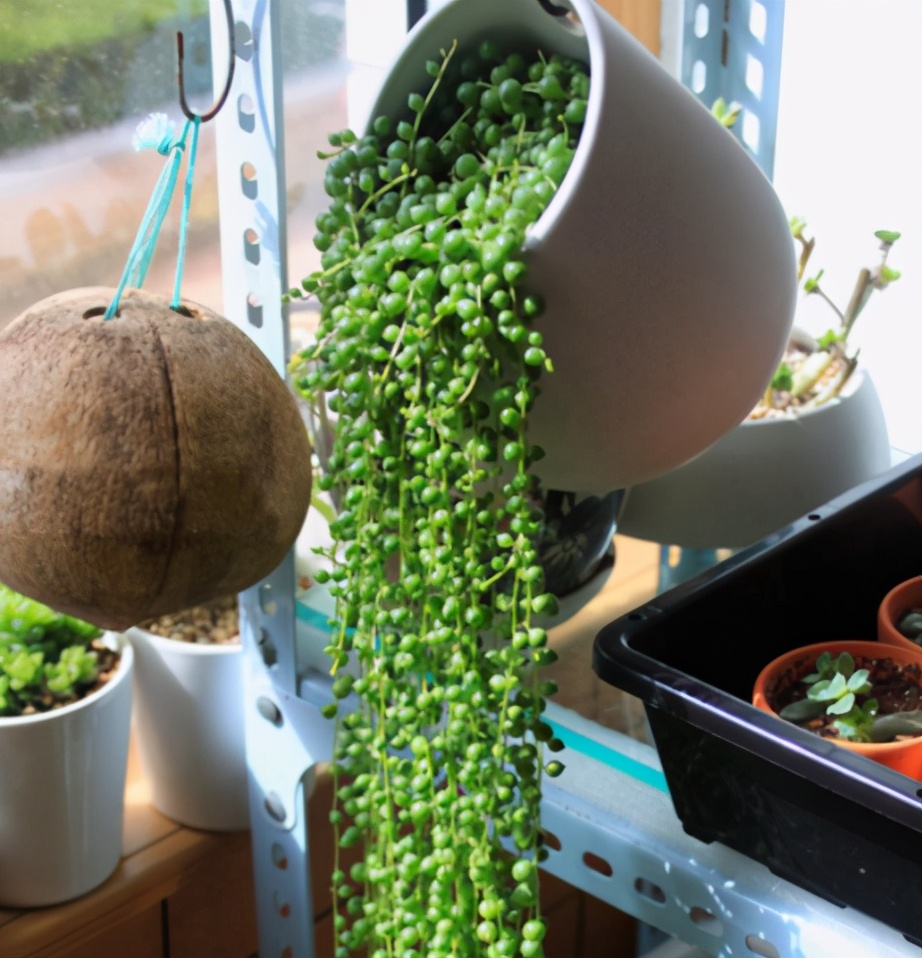 Have you ever raised a buddha spider plant?It is completely dormant in ...