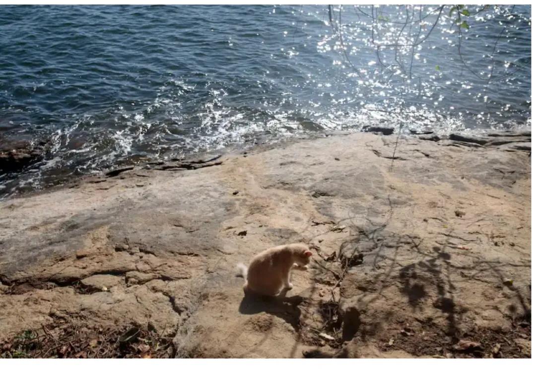 People have abandoned hundreds of cats on a desert island in Brazil - iNEWS