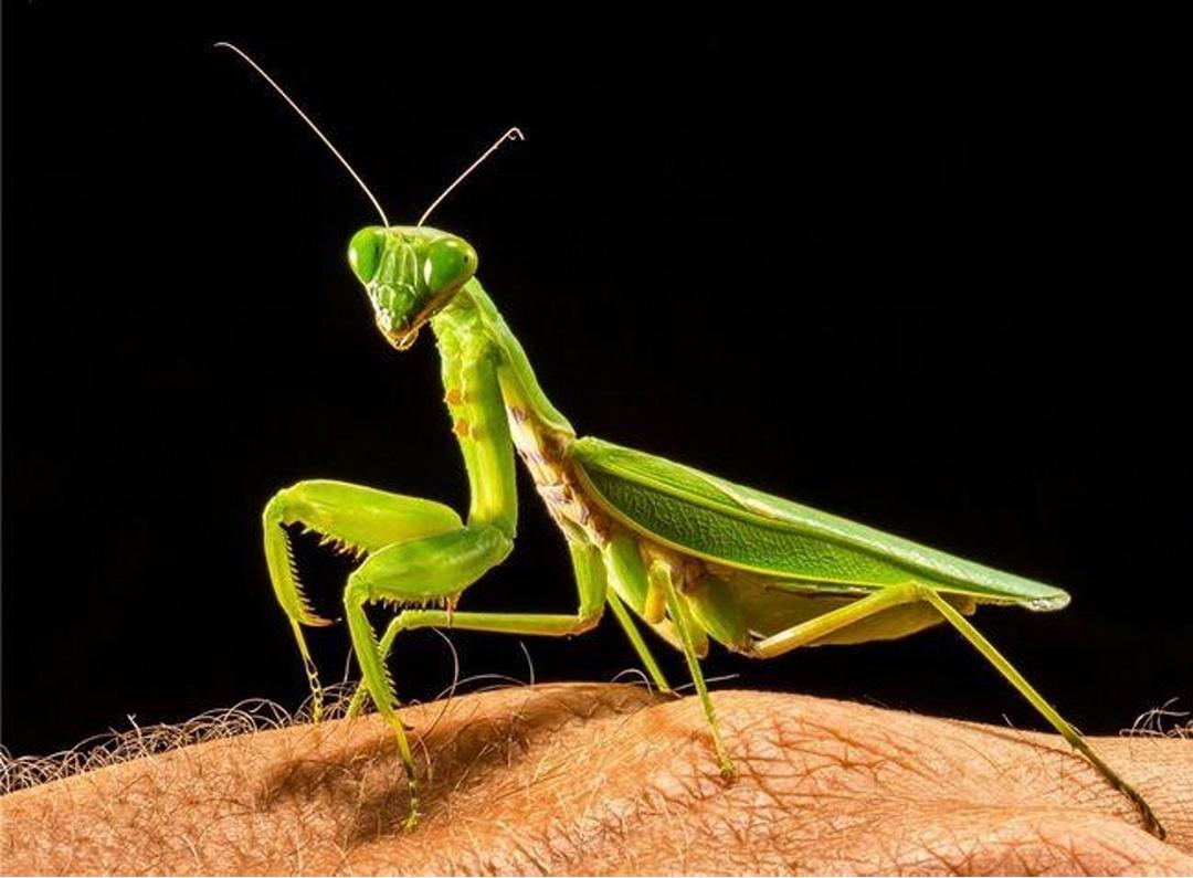 Ironworm: An animal that can control the host's conscious behavior. How ...