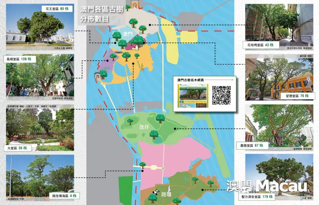 Discover Macau│ Take you to know the century-old trees in the busy city ...