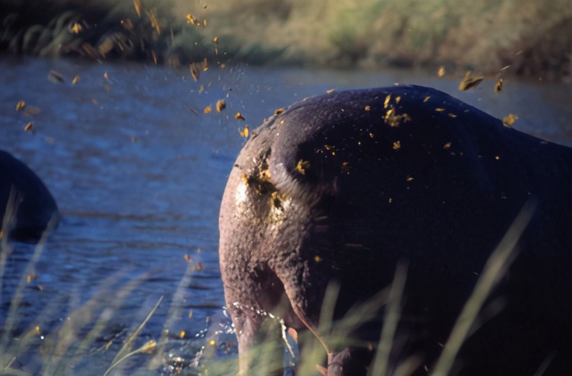 How horrible is hippo droppings?The average daily defecation volume is ...