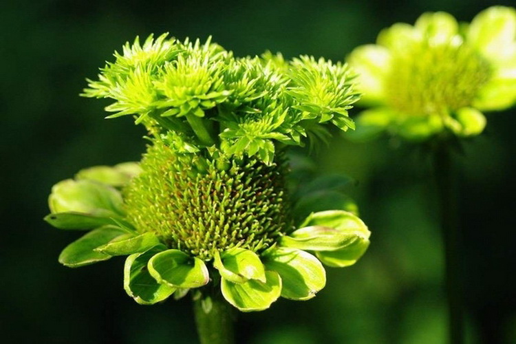The morbid beauty, the flowers around the Fukushima nuclear power plant ...