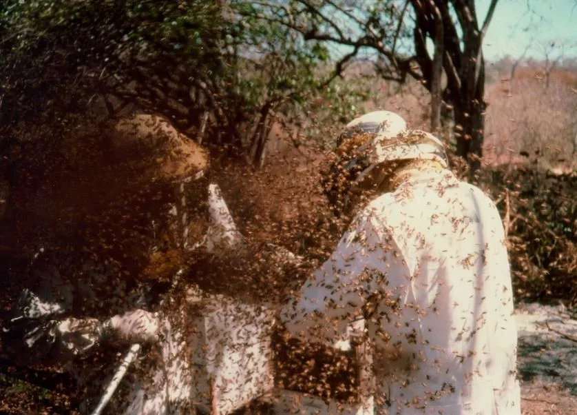 Artificial monsters: 63 years ago, 27 killer bees escaped from the ...