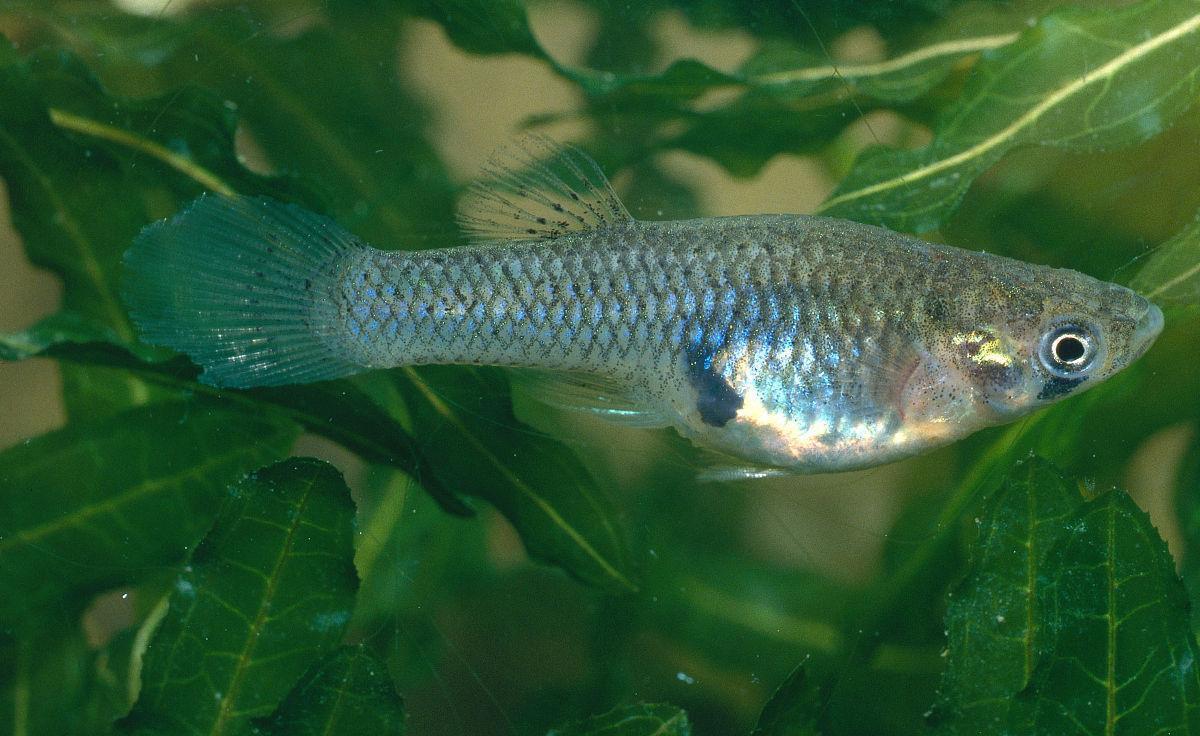 An exotic species of mosquito fish invaded China, eating 2,000 ...