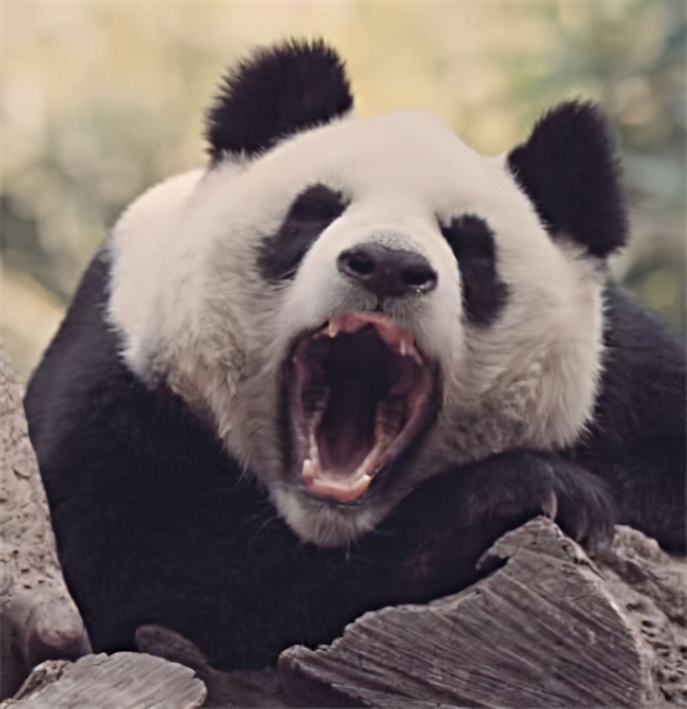 The giant panda, the "shit god" in the animal kingdom: Shit more than ...