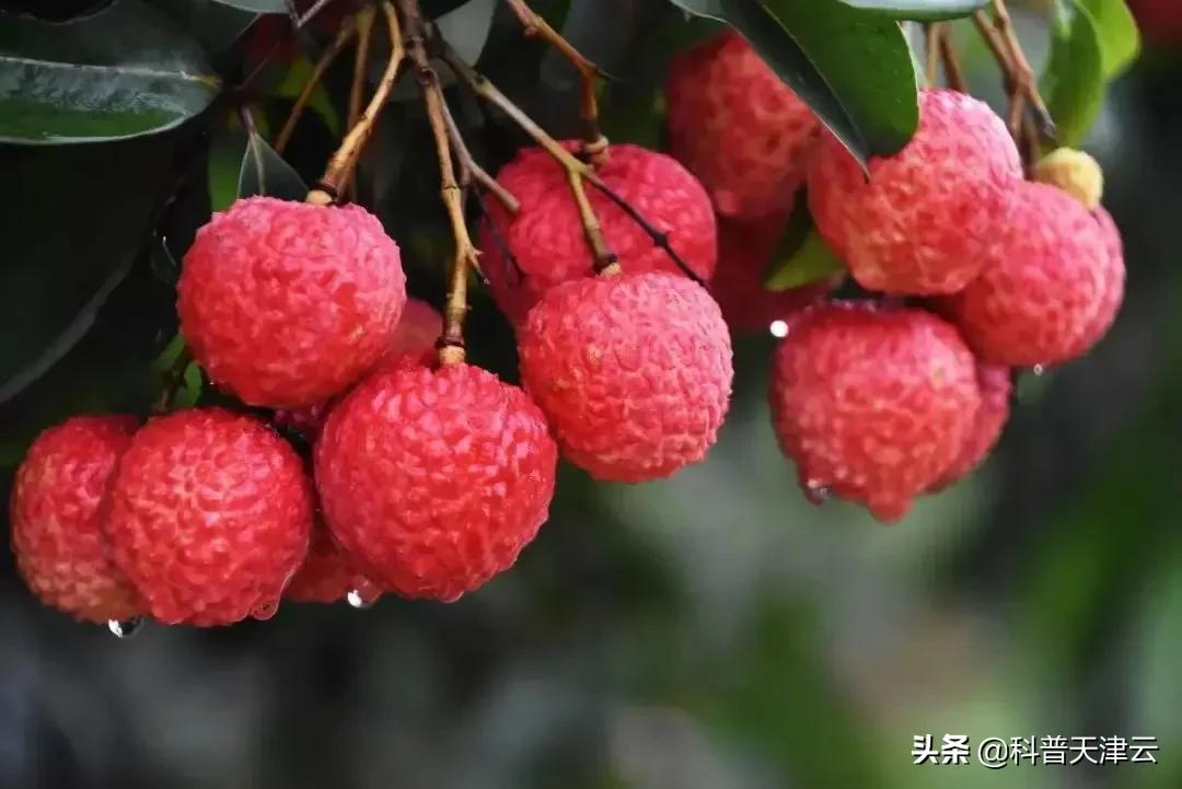 Lychee, hairy lychee, mountain lychee... Which one is the real lychee ...