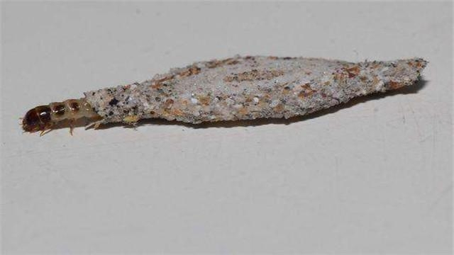 This kind of bugs will eat clothing and mothballs can play a certain ...