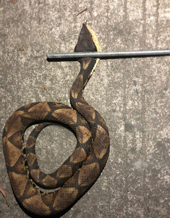A Simple Book of Yunnan Venomous Snakes～Five Step Snake - iNEWS