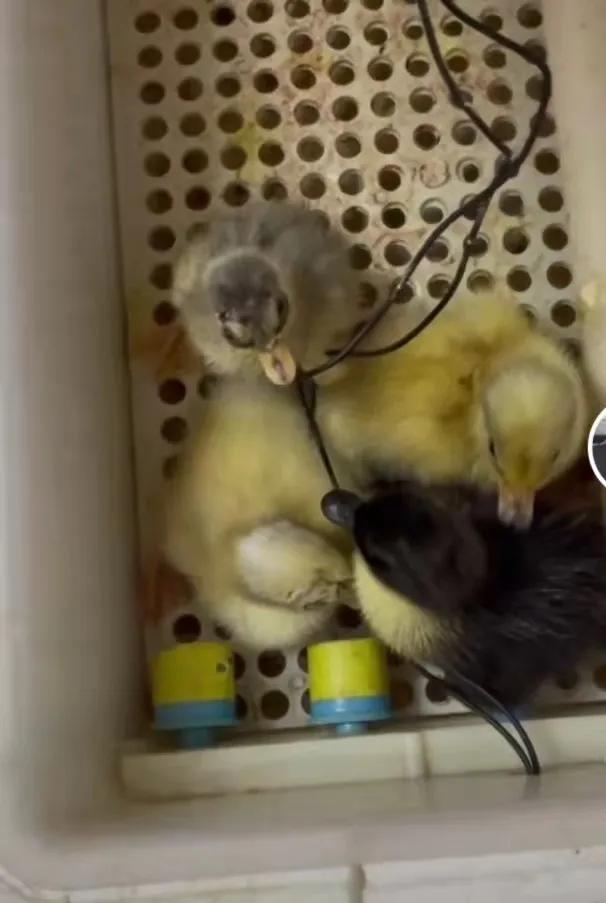 Cole Duck, little called Duck - iNEWS