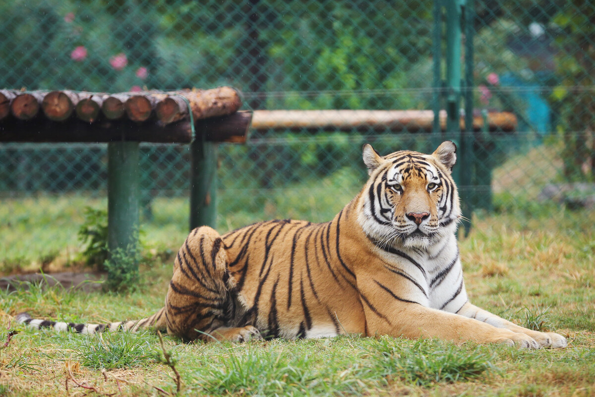 What happened to the two South China tigers that used to be stocked on ...