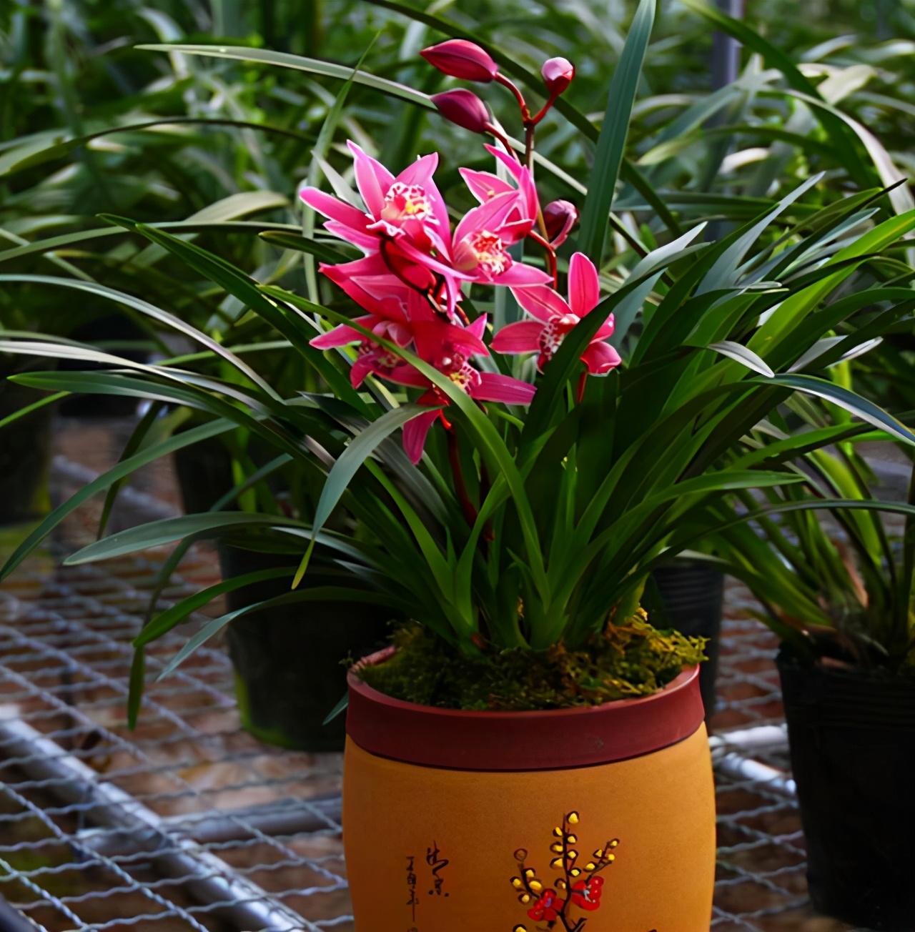 This orchid is known as the "King of Fragrant Flowers", the classic red ...